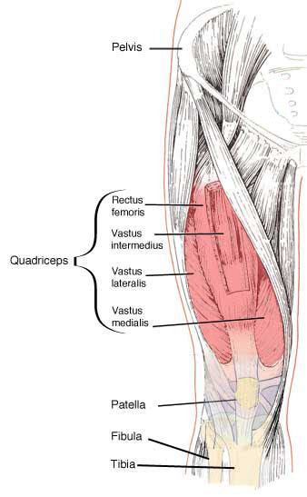 Quadriceps Femoris Tendon