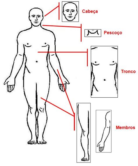 Divis O Do Corpo Humano Posi O Anat Mica E Planos De Sec O