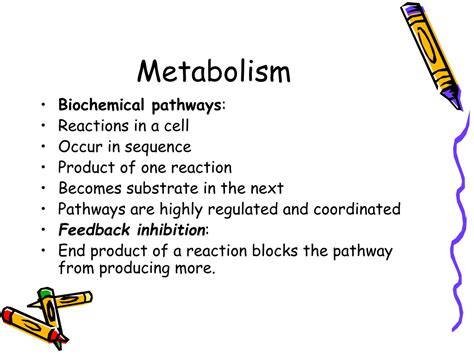Ppt Energy And Metabolism Chapter Powerpoint Presentation Free
