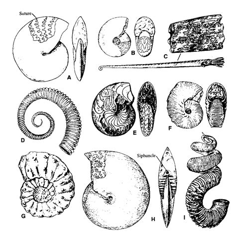 Ammonite Drawing Sketch Coloring Page