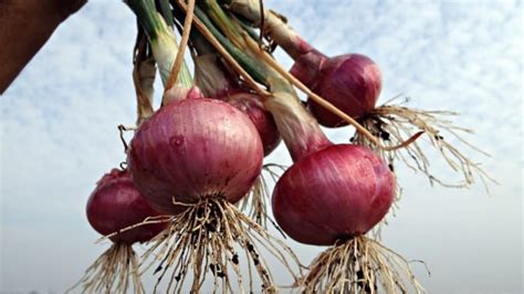 Cara Menanam Bawang Merah Di Rumah Mudah Dan Sederhana