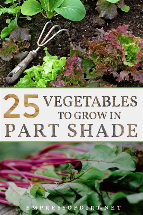 25 Vegetables You Can Grow In Shade Empress Of Dirt