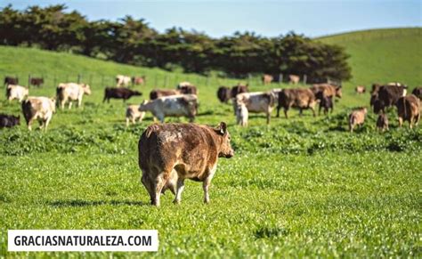 Agricultura Regenerativa Qu Es Ejemplos Y T Cnicas