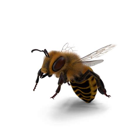 Bees PNG HD Isolated PNG Mart