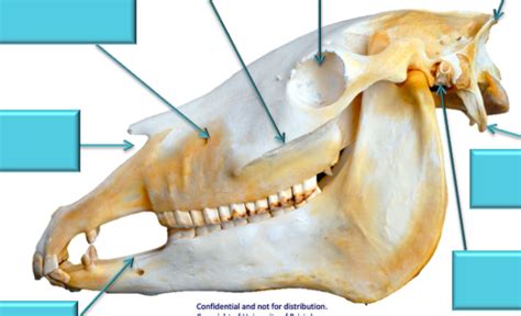 Equine Skull Features Diagram Quizlet