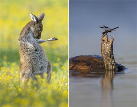 The Silly Sweet Winners Of This Years Comedy Wildlife Photography