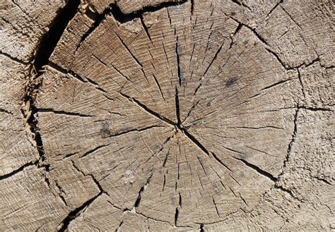 Fotos gratis árbol naturaleza rama estructura planta madera