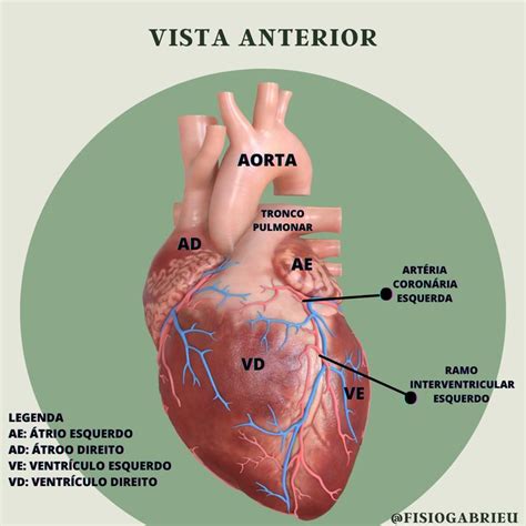 Anatomia do coração Anatomía humana Anatomía Anatomía animal