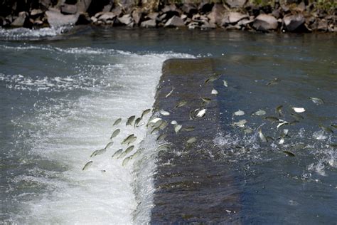 Piracema O Nome Dado Ao Per Odo De Reprodu O Dos Peixes