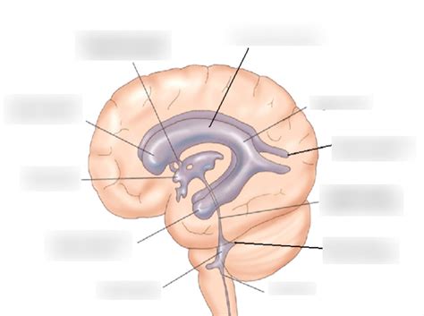 Ventricles Sagittal View Diagram Quizlet