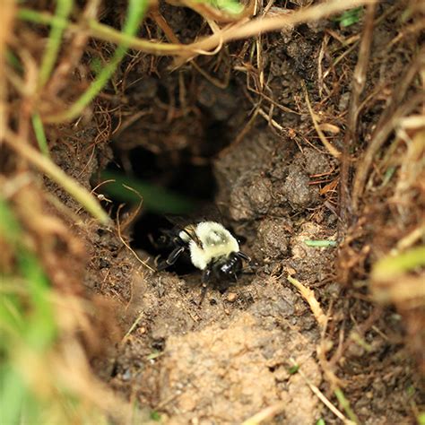 Bumble Bee Nest Underground
