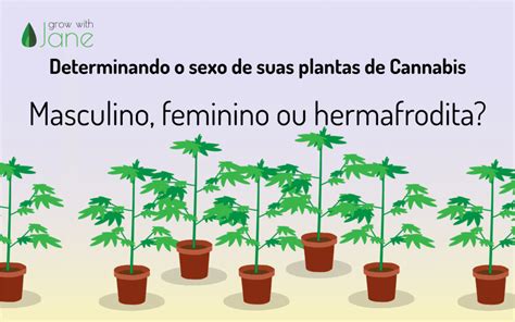 Identificar plantas de cannabis macho fêmea e hermafrodita