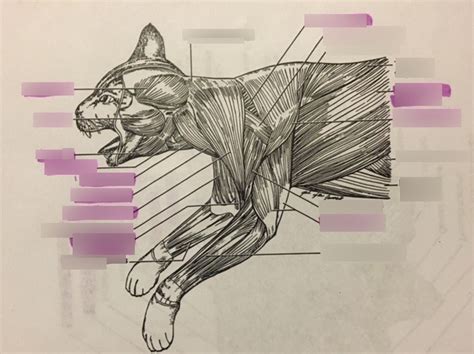 Cat Muscles Lateral View Of Pectoral Neck And Head Muscles Diagram