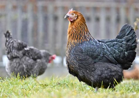 Aménager le parcours des poules Chemin des Poulaillers