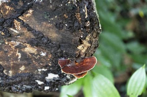 Tree Mushrooms Grow On A Tree Stump Overgrown With Moss Stock Photo