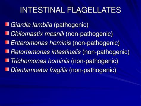 PPT MEDICAL PARASITOLOGY ENTOMOLOGY PowerPoint Presentation Free