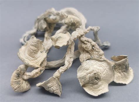 Cogumelo P Cubensis True Albino Teacher Pacotes De 5g