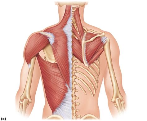 Muscles Crossing The Shoulder And Elbow Joints Posterior Diagram