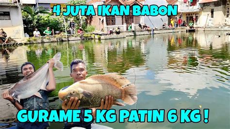 MANCING BORONGAN IKAN GURAME BABON 5 KG PATIN BABON 6 KG NILA 4