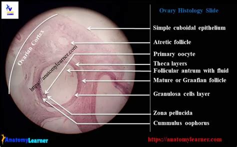 Ovary Histology Ovarian Follicles Corpus Luteum With Labeled Diagram
