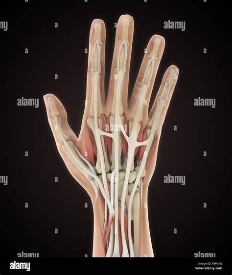 Anatomía de la mano humana ilustración Fotografía de stock Alamy