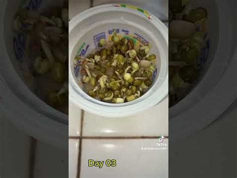 How To Grow Mung Beans Experiment Viral Tranding Trending