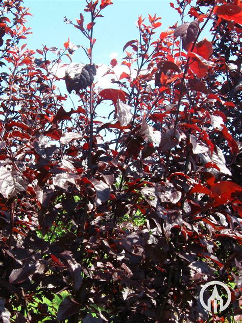 Prunus Cerasifera Nigra Kerspruim Boomkwekerijen M Van Den Oever