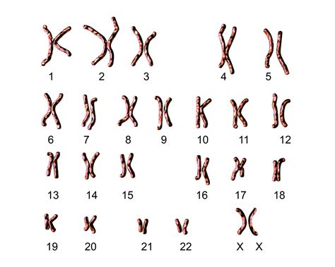 Karyotype Worksheet Biology