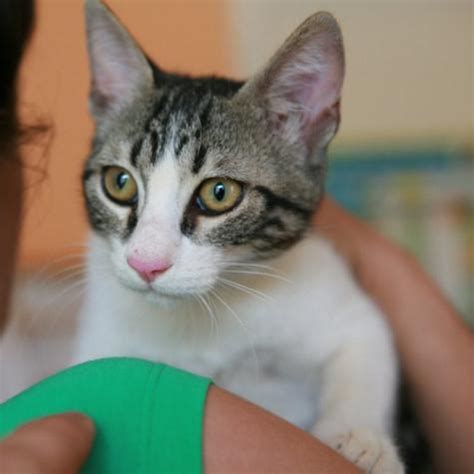 Rakel Gato Adoptado En Alicante Bamb Difunde