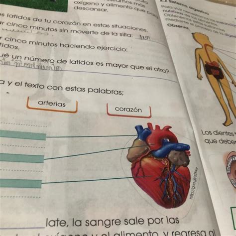 las venas del corazón como se llaman cv moo se llaman las partes del