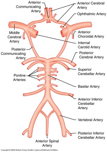 Anat 12 CNS Vasculature Flashcards Quizlet