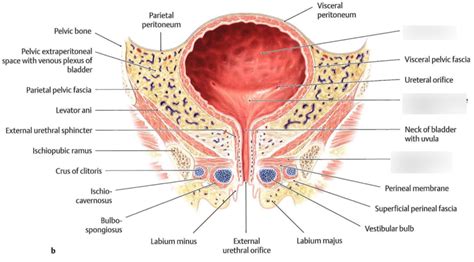 Female Urinary System Diagram Quizlet