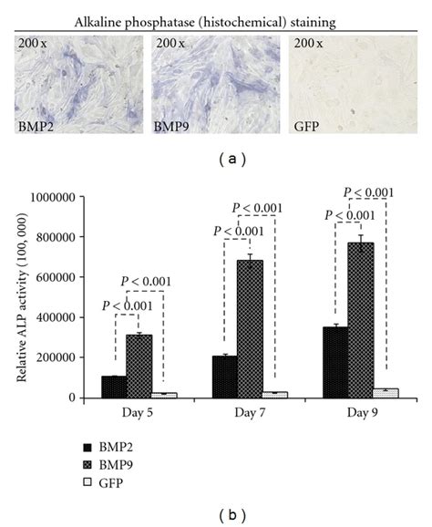 Potentiation Of Bmp Induced Early Osteogenetic Marker Alp Activity In