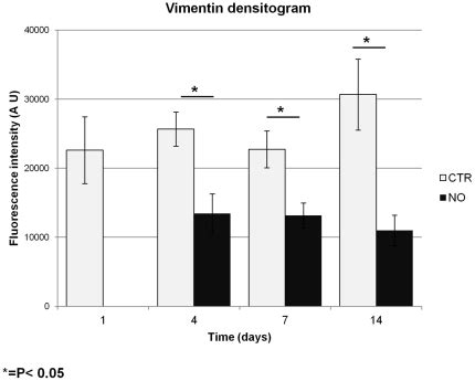 Quantification Of Vimentin Fluorescence Intensity By Imagej Software