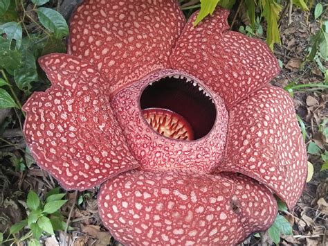 Rafflesia Arnoldi Hasil Budidaya Kembali Mekar Di Lubuk Resam