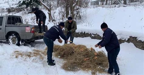 Oğuzlar da yaban hayvanları için doğaya yem ve ot bırakıldı Çorum