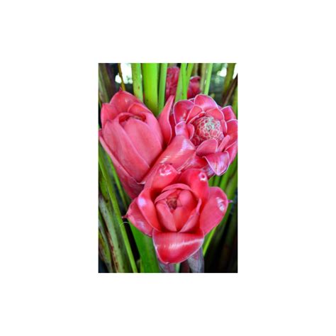 Descubra 100 Kuva Fleurs Exotiques Livraison Thptnganamst Edu Vn