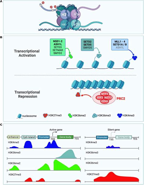 Role Of H K Me H K Me And H K Me In Transcriptional Activation