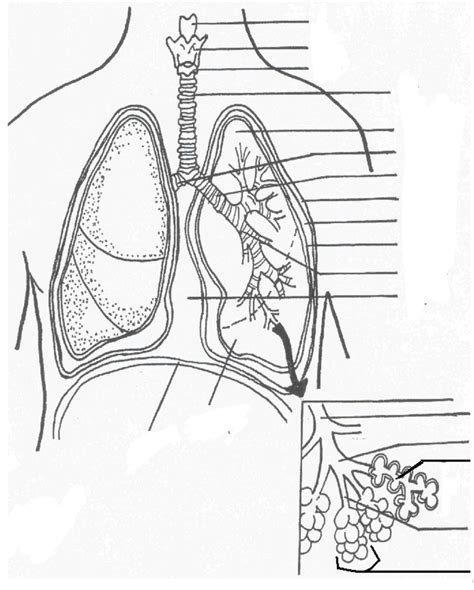 Lower Respiratory Tract Diagram Quizlet