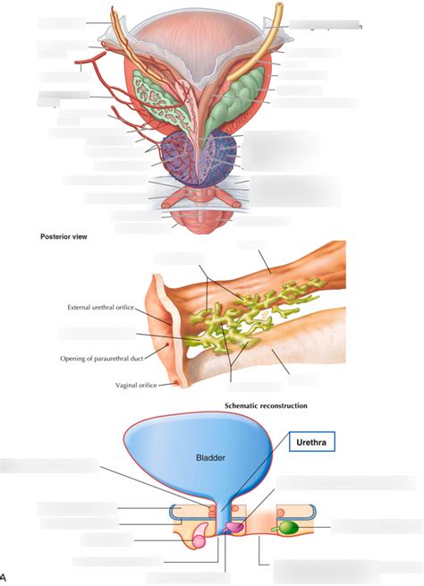 Male And Female Accessory Glands To Genetalia Diagram Quizlet