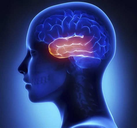 Temporal Lobe Definition Functions Location Damage
