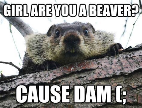 Beaver Memes Quickmeme