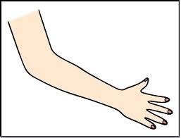 Il Corpo Umano Flashcards Quizlet