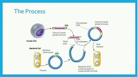 Explain How Recombinant Dna Is Made