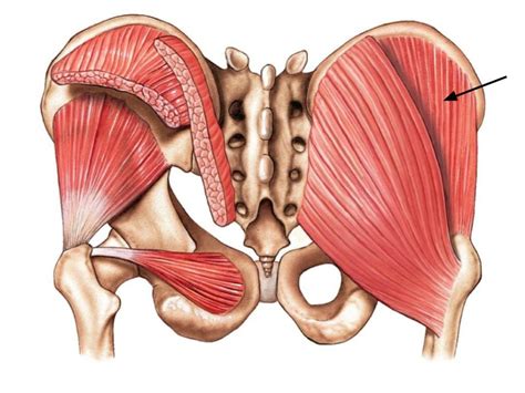 Gluteal Mm Diagram Quizlet