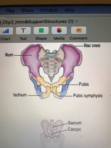 Pelvic Girdle Flashcards Quizlet