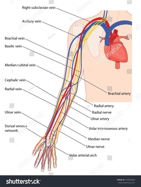 Arteries Veins And Nerves Of The Arm From The Heart Down To The