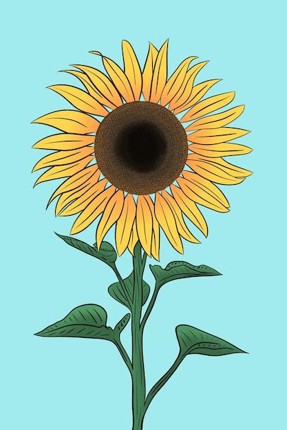 Illustration Du Tournesol Vecteur Premium