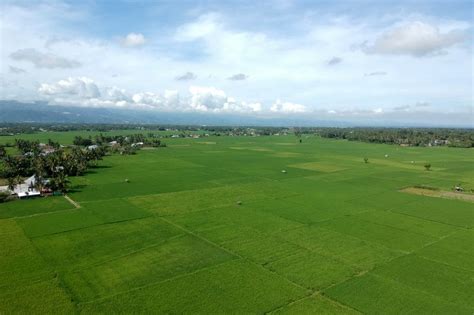 BPS Sebut Kemarau Picu Penurunan Luas Panen Padi Pada 2021 ANTARA News