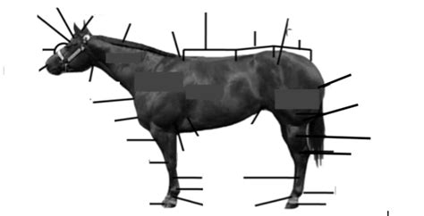 Equine Anatomy III Diagram Quizlet